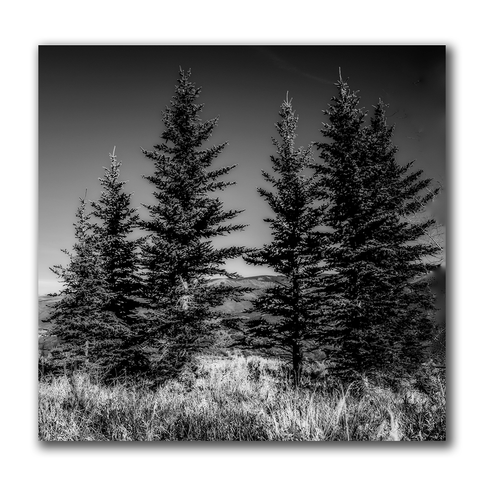 Dark Pines – Lensmen Project